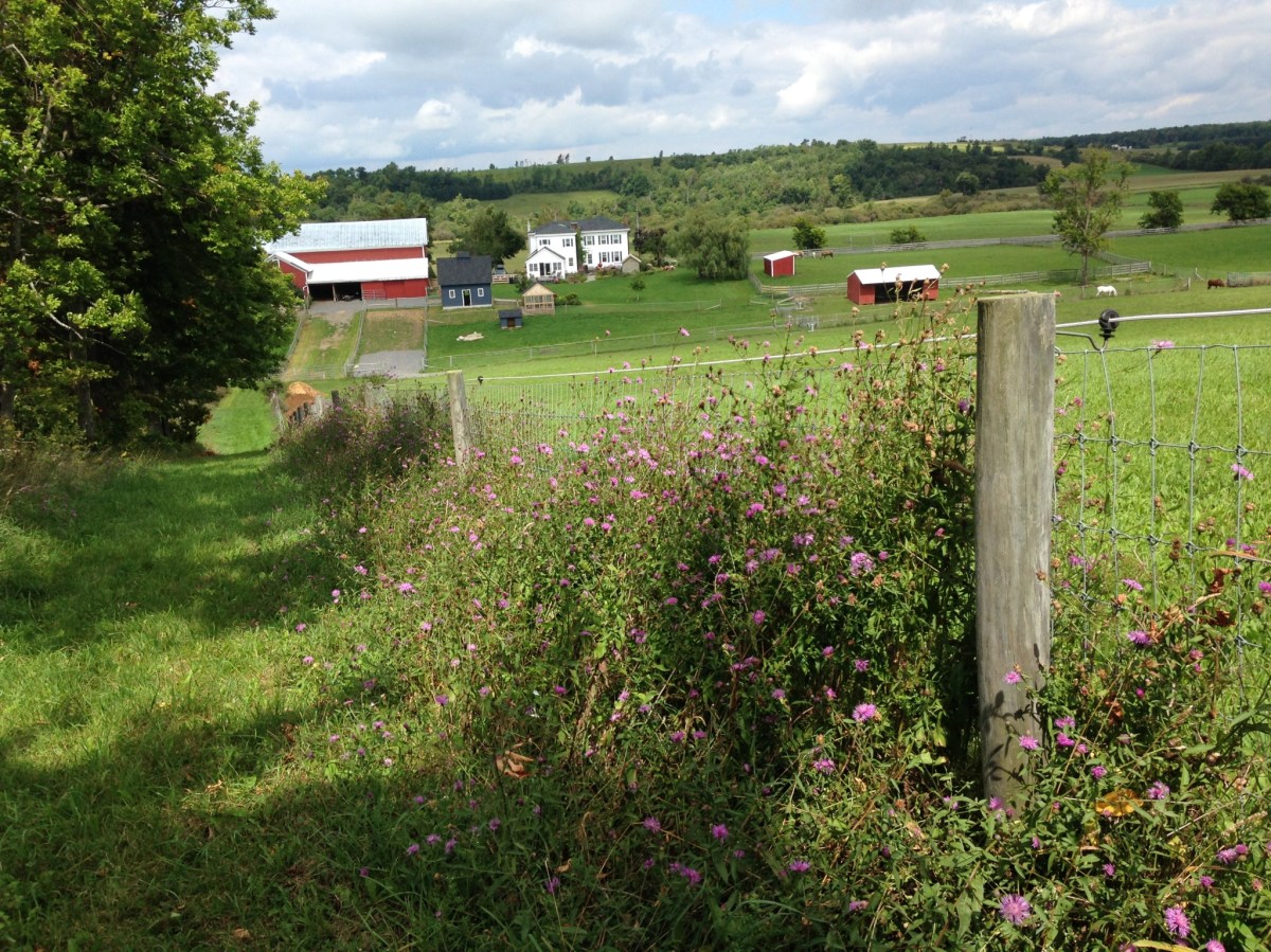 Flash Fiction: No Place Like Home (A Fudged Up Fairy Tale) – Tannille